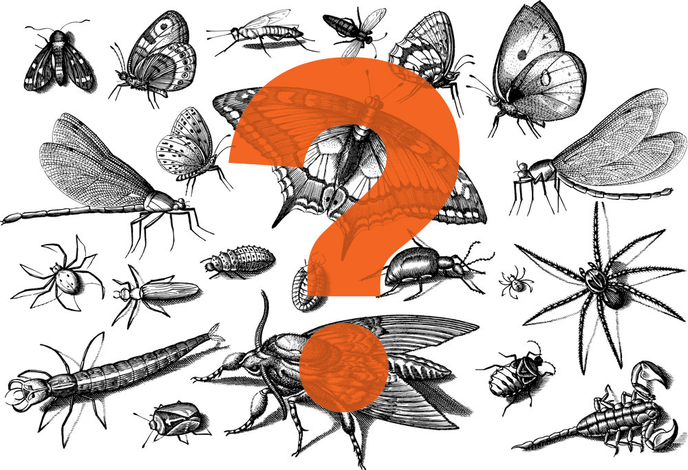 A Few Pests We Don’t Treat and Why - Green Pest Management