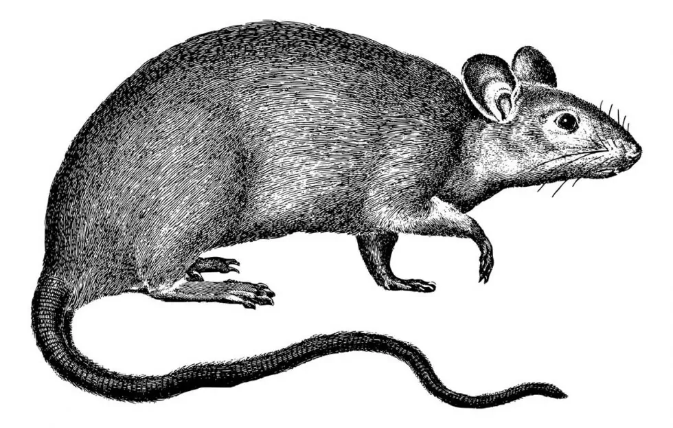 Diseases Spread by Rats and Mice to Humans and Pets - Green Pest Management