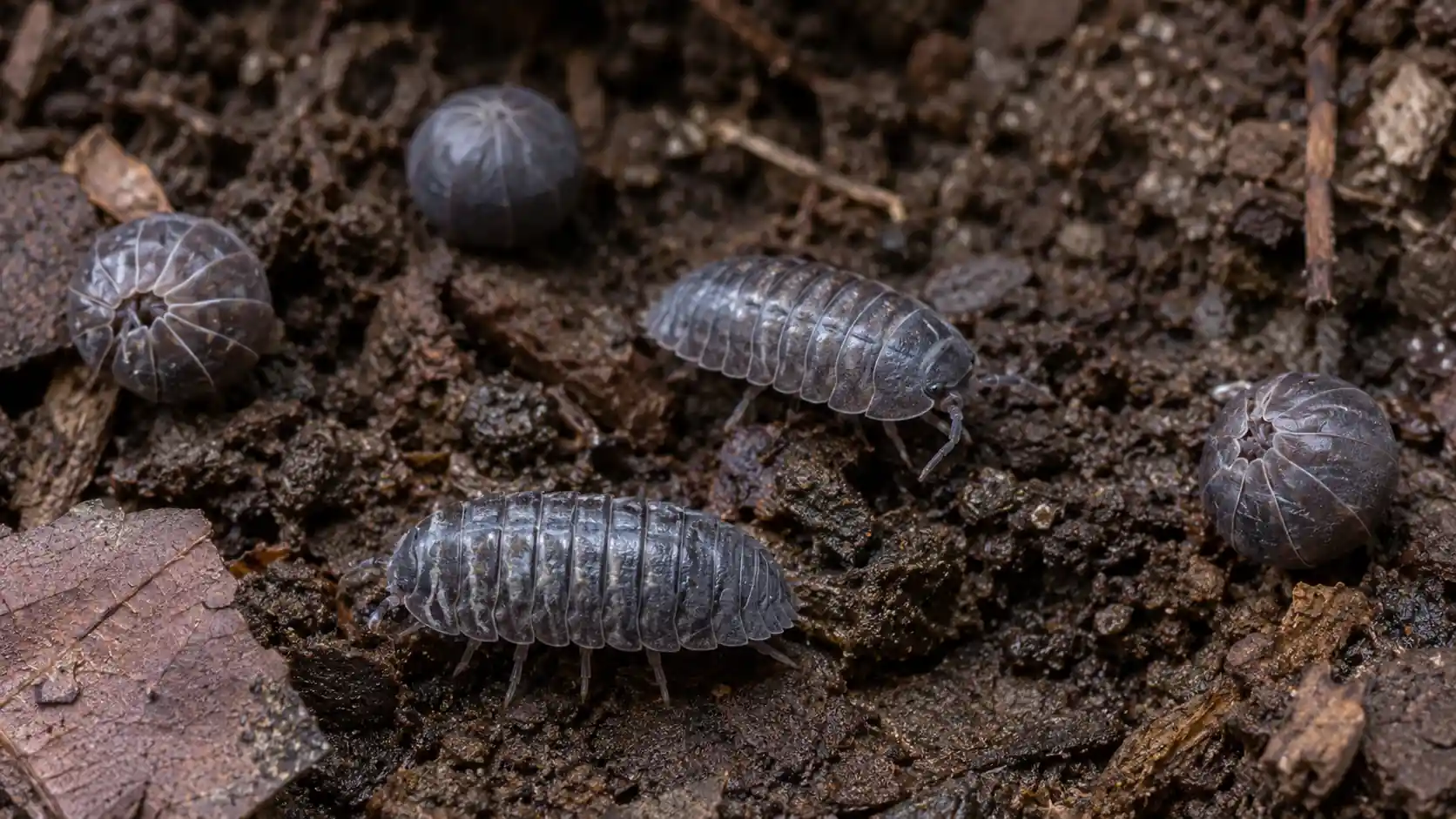 Understanding Pill Bugs 101: The Roly Poly Pests in Your Garden