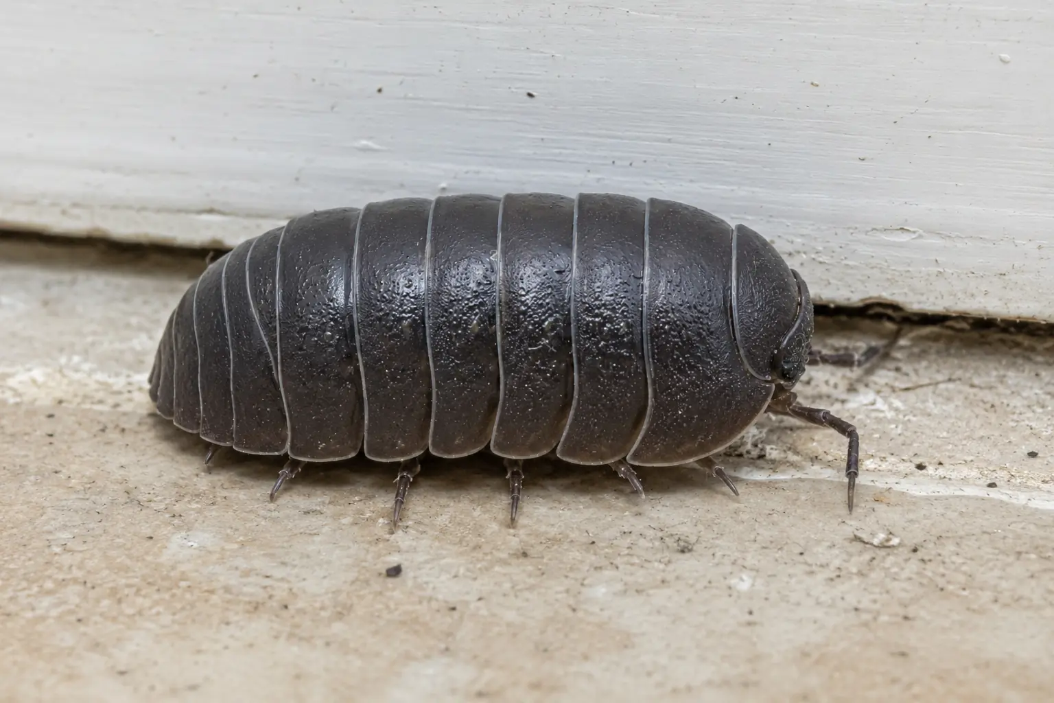 Understanding Pill Bugs 101: The Roly Poly Pests in Your Garden